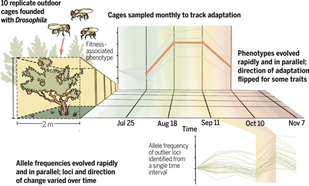 Evolution can happen at shorter timescales, a fruit fly study shows ...