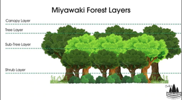 Miyawaki forests, a sustainable way for ecological restoration - GS SCORE