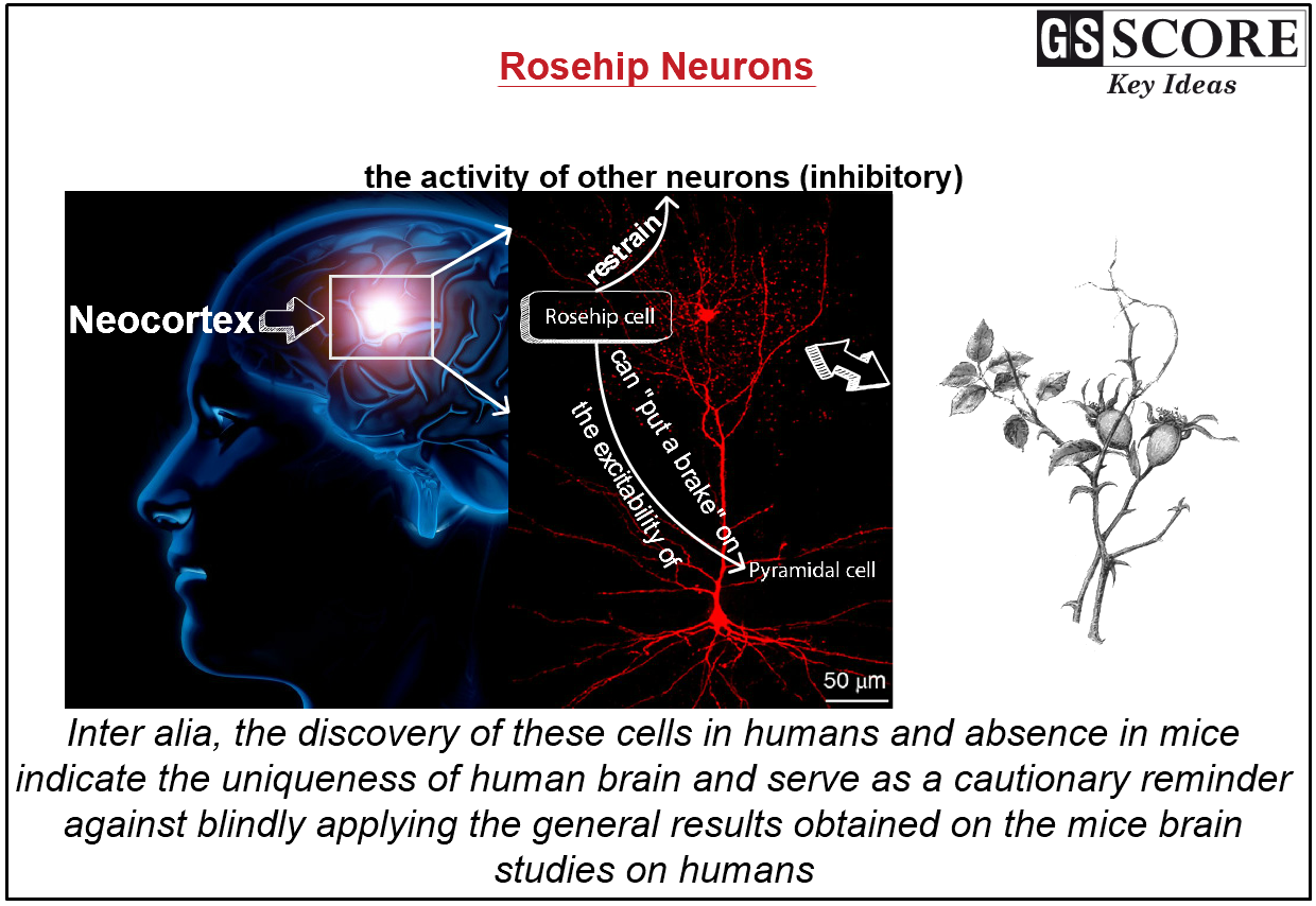 Rosehip neurons: The newest neuron in the human brain current affairs ...