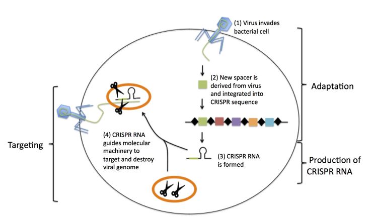 Navigating the Ethical Frontiers of CRISPR - GS SCORE