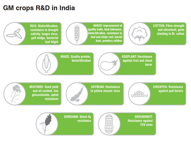 First-ever genetically modified rubber planted