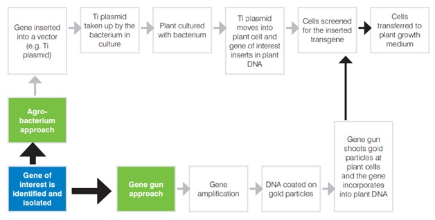 First-ever genetically modified rubber planted