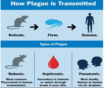Bubonic Plague - GS SCORE