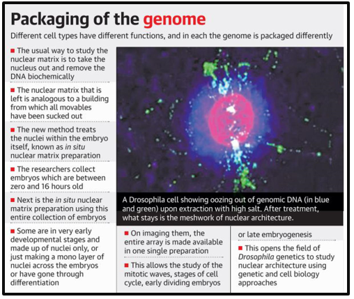 Fruit fly: novel method to study nuclear matrix - GS SCORE