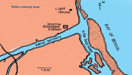 New species of estuarine crab discovered in Cuddalore, Tamil Nadu - GS ...