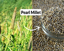Pearl millet cultivation zones in India - GS SCORE