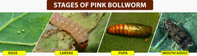 Pink Bollworm Threat for Bt Cotton - GS SCORE