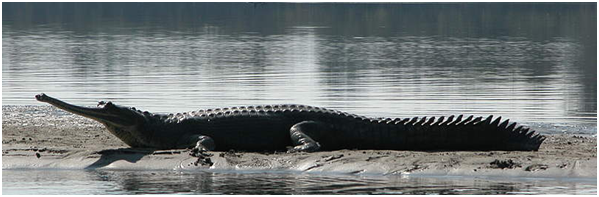 Gharial conservation in India - GS SCORE