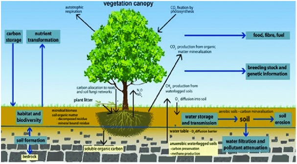 Ecosystem services valuation: Correcting conceptual issues with carbon ...