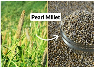 Pearl millet cultivation zones in India - GS SCORE