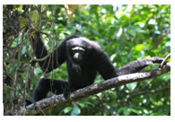 Hoolock Gibbons