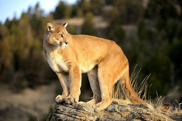 Pumas adapt behaviour to save energy