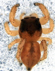 New spider from Thar desert named after Malayali arachnologist - GS SCORE