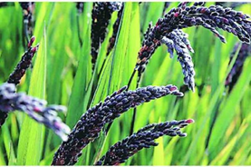 Kalanamak rice, Buddha’s gift to people, is now small, strong - GS SCORE