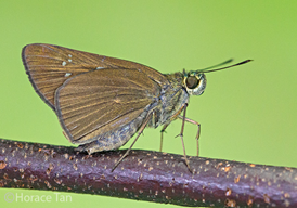 Paintbrush swift butterfly - GS SCORE