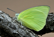 76 butterfly species counted across 7 biodiversity parks in Delhi - GS ...