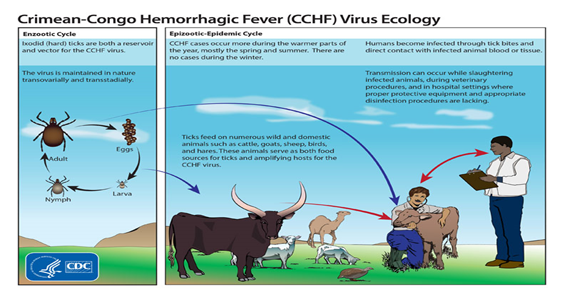 Crimean-Congo haemorrhagic fever (CCHF) - GS SCORE