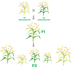Genetically Modified mustard approved - GS SCORE
