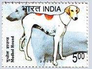 Karnataka’s Mudhol hounds - GS SCORE