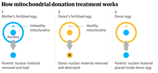 Mitochondrial Donation Treatment (MDT): A Step Towards Preventing Inherited Diseases (SPECIALS ...