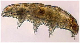 NASA is sending ‘water bears’ to the International Space Station