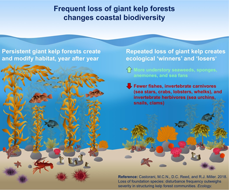 Kelp forests - GS SCORE