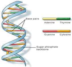 10 Years of CRISPR - GS SCORE