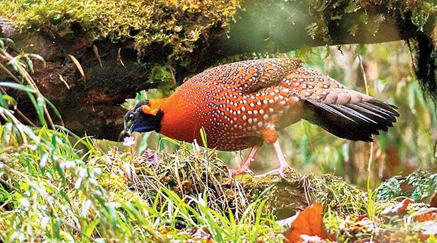Crimson Horned Pheasant