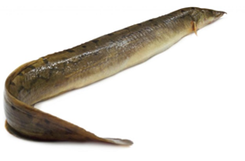 Scientists discover new eel species from Kerala, Bengal - GS SCORE