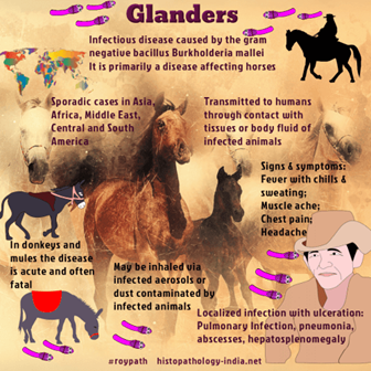 Glanders