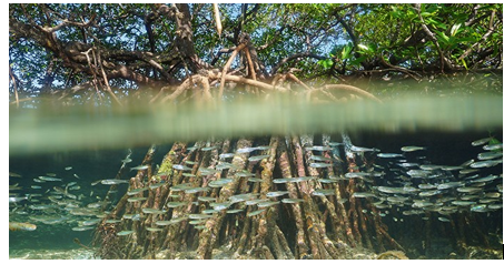 International Day for the Conservation of the Mangrove Ecosystems 2020