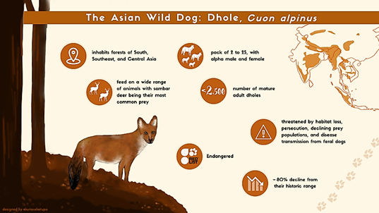 India’s most endangered canid- The Dhole - GS SCORE