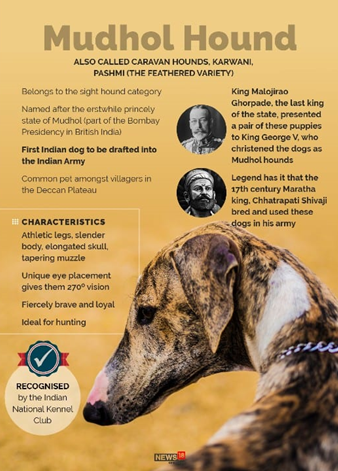 Karnataka’s Mudhol hounds - GS SCORE