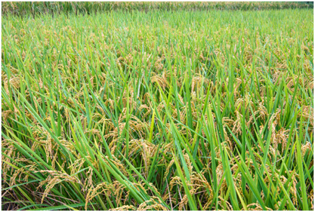 Mechanism by which bacterium Xoo interacts with rice plants uncovered