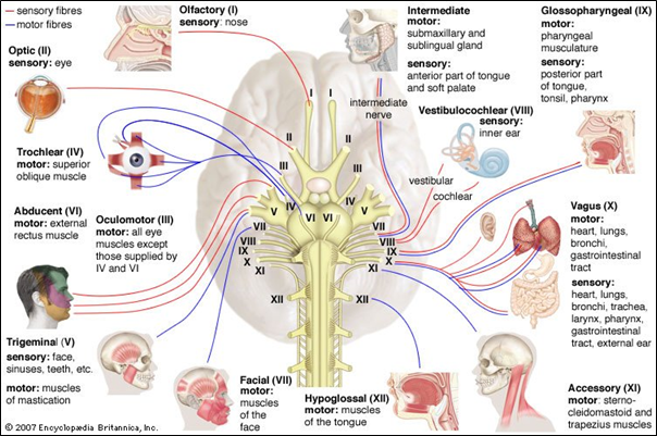 Ramsay Hunt syndrome - GS SCORE
