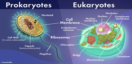 Evolution of Prokaryotes to eukaryotes - GS SCORE