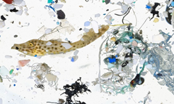 Micro plastics