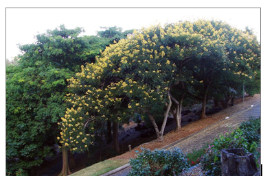 Invasive plant species, “Senna spectabilis” threatens wildlife habitats ...