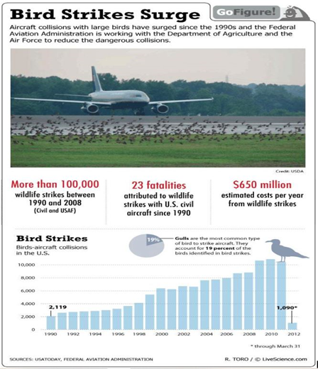 Understanding bird strikes and aviation safety - GS SCORE