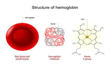Haemoglobin isn’t used only in blood: Study - GS SCORE
