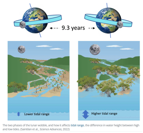 Effect of the Moon on mangrove forests - GS SCORE