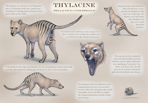 Scientists hope to revive Tasmanian tiger from extinction - GS SCORE