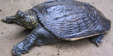 Black soft shell turtle - GS SCORE