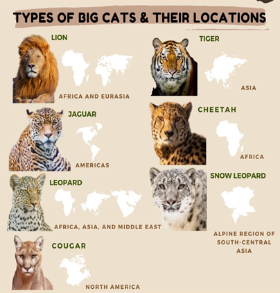 The Big Seven cats - GS SCORE