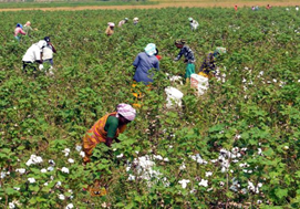 Cotton farmers seeking for higher MSP for their produce - GS SCORE