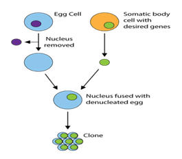 Scientists create world’s first cloned wild Arctic wolf ‘Maya’ - GS SCORE