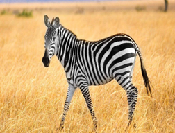 Katraj zoological park to get zebras from abroad - GS SCORE